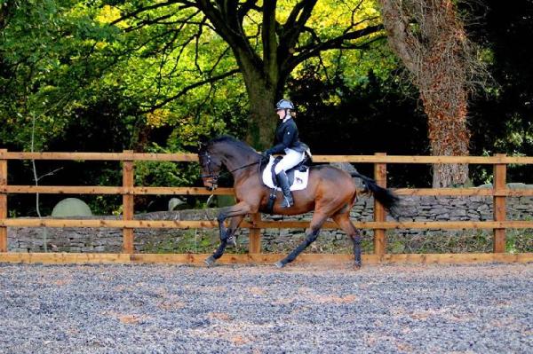 Beautiful full livery yard-Livery Yards & Stables-Derbyshire