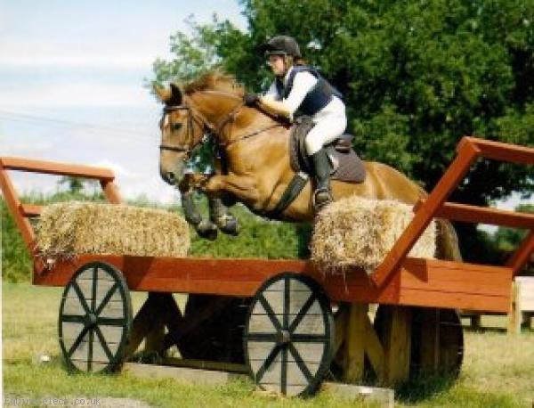 14.2hh Chestnut Gelding