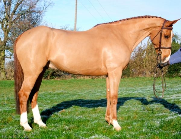 16.3HH 10YRS ISH CHESTNUT GELD-Horses for Sale -All Rounders/Hunters-Kent